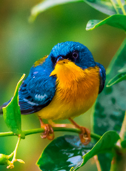 Aves de Colombia